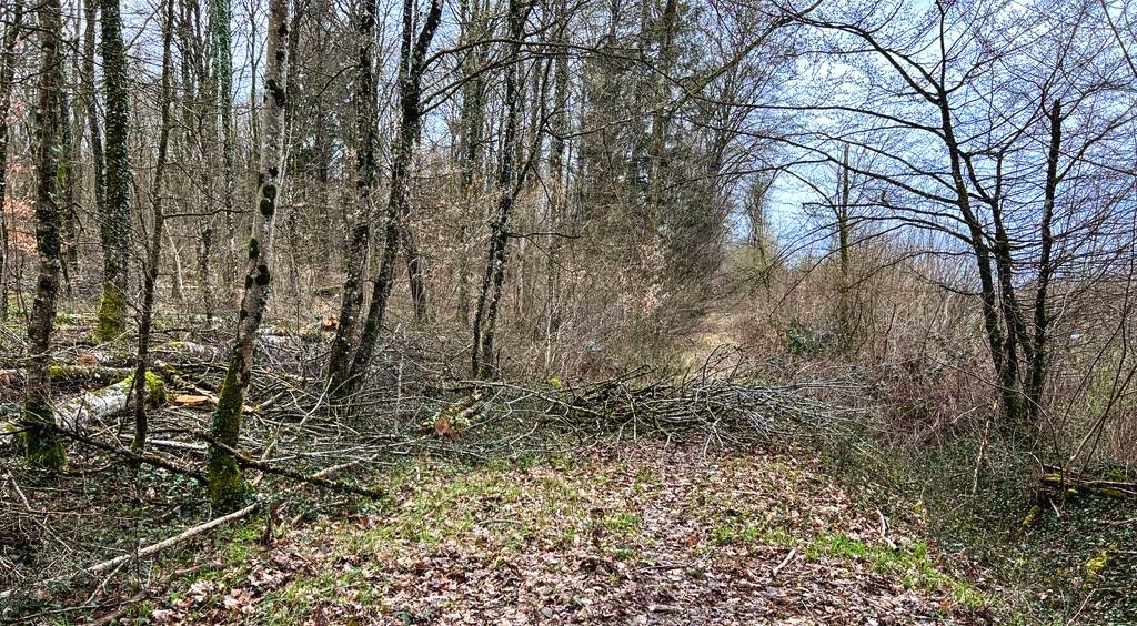Marche du jeudi 23 mars 2023, Forêt domaniale de Haut-Juré – Club Santé ...